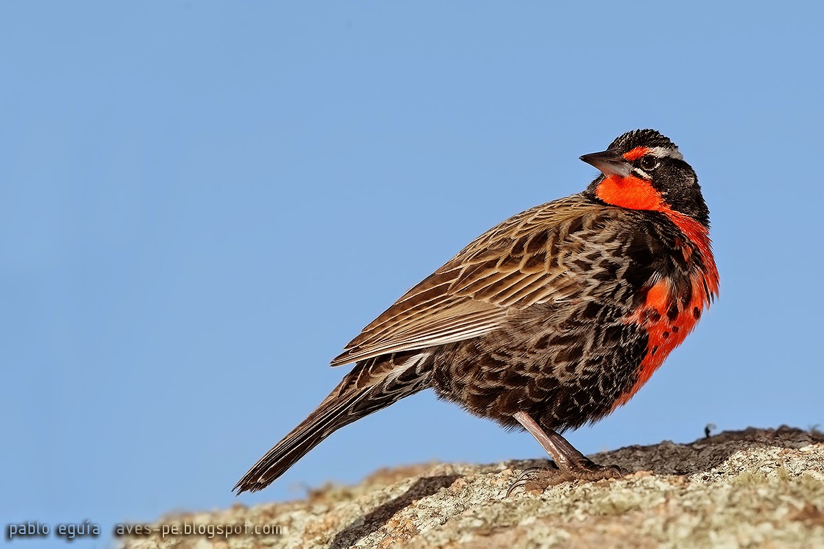 Leistes loyca Loica Común Long-tailed Meadowlark | mis fotos de aves
