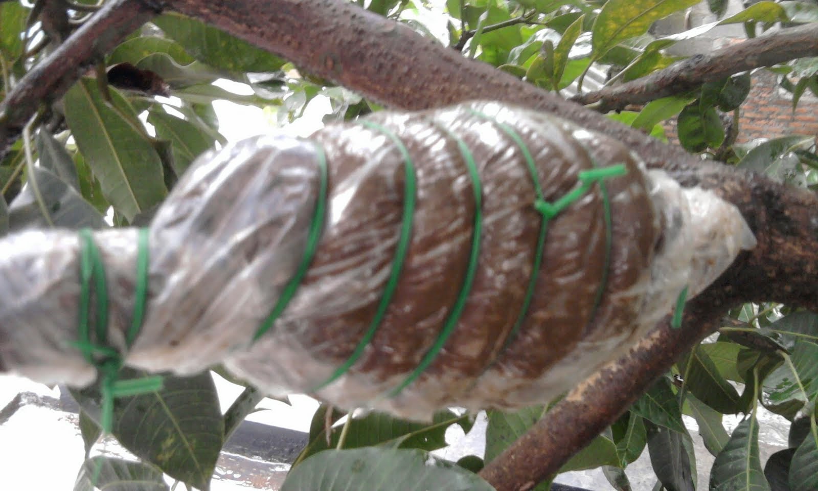 Tata Cara Mencangkok Tanaman | Petani Indonesia