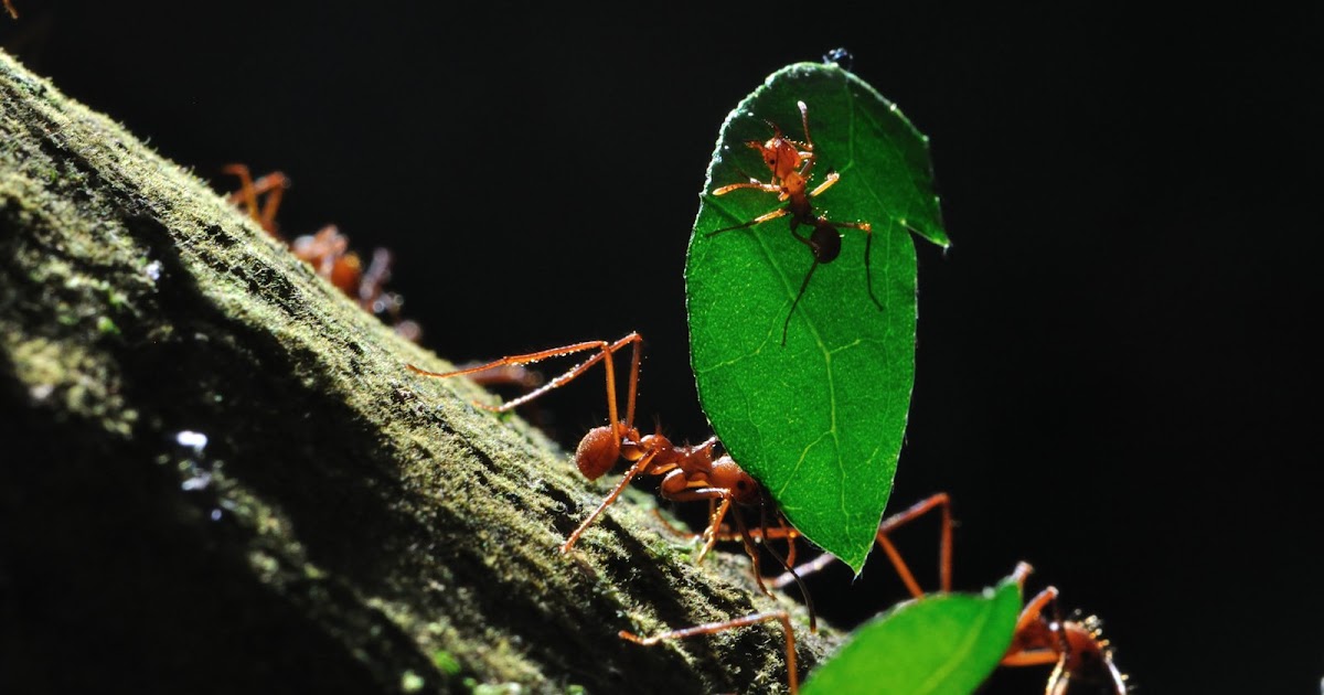 Leafcutter ant 'hitchhiking' | the pace of nature