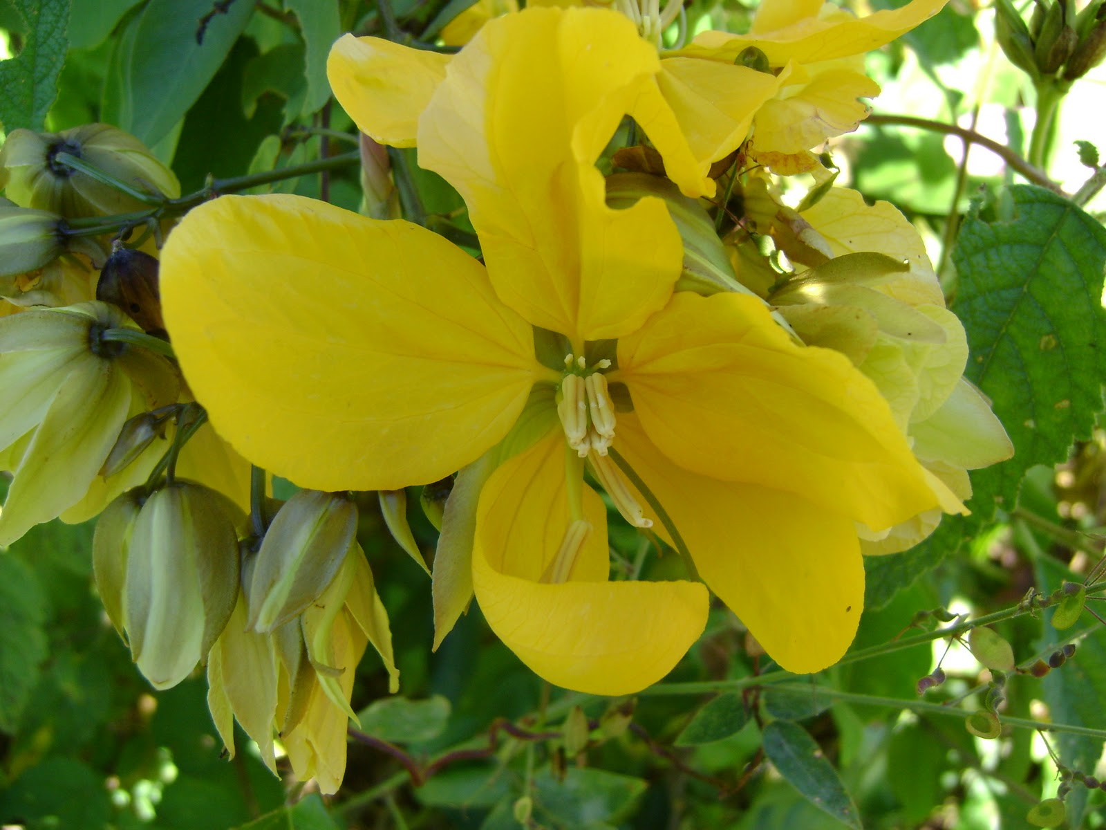 The Flowering plants - Leguminosae - Fabaceae: Fabaceae - Senna ...