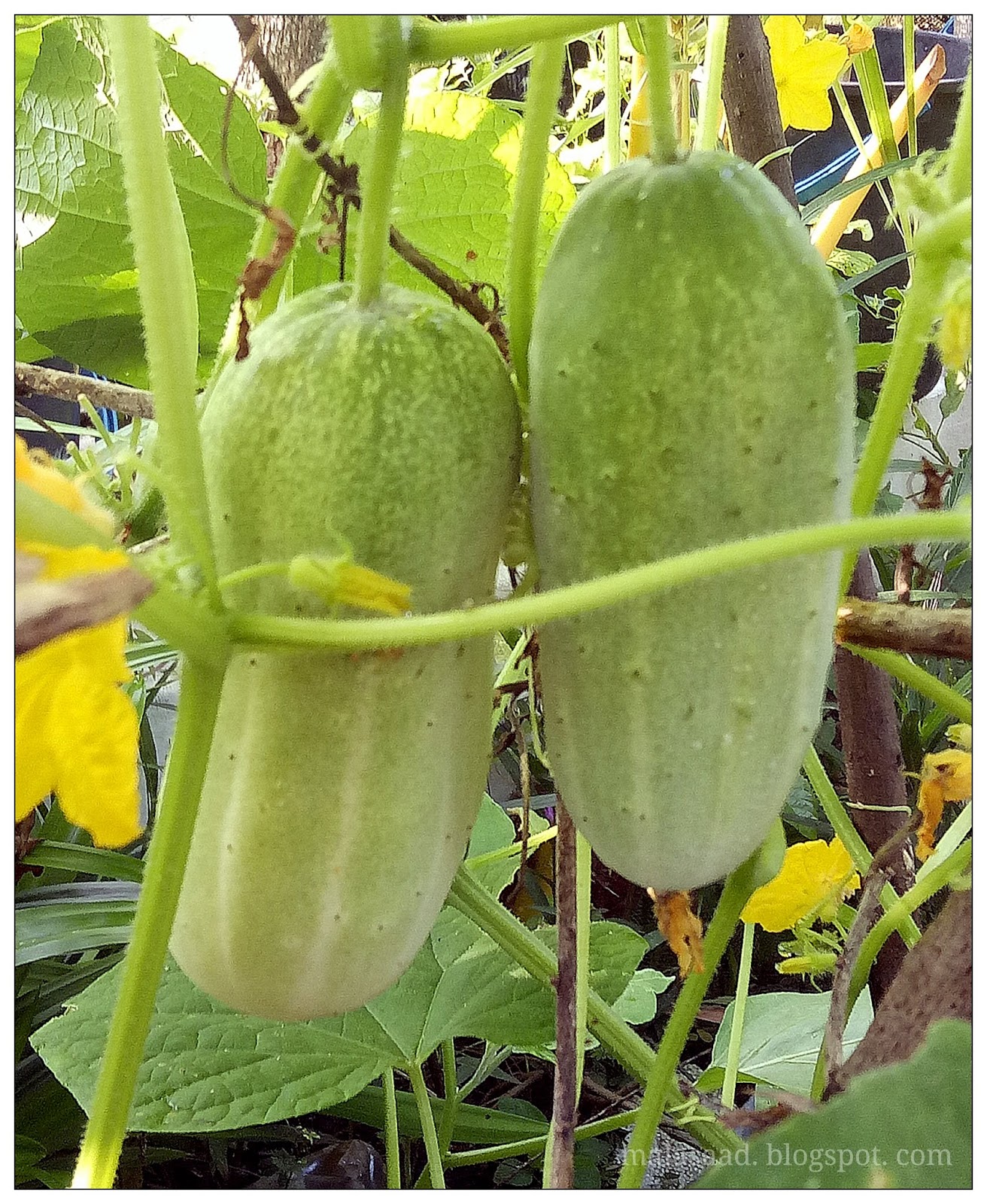 My Green Eye's: Remunggai, Kundur, Timun, Peria, Cilipadi Kampung & Terung