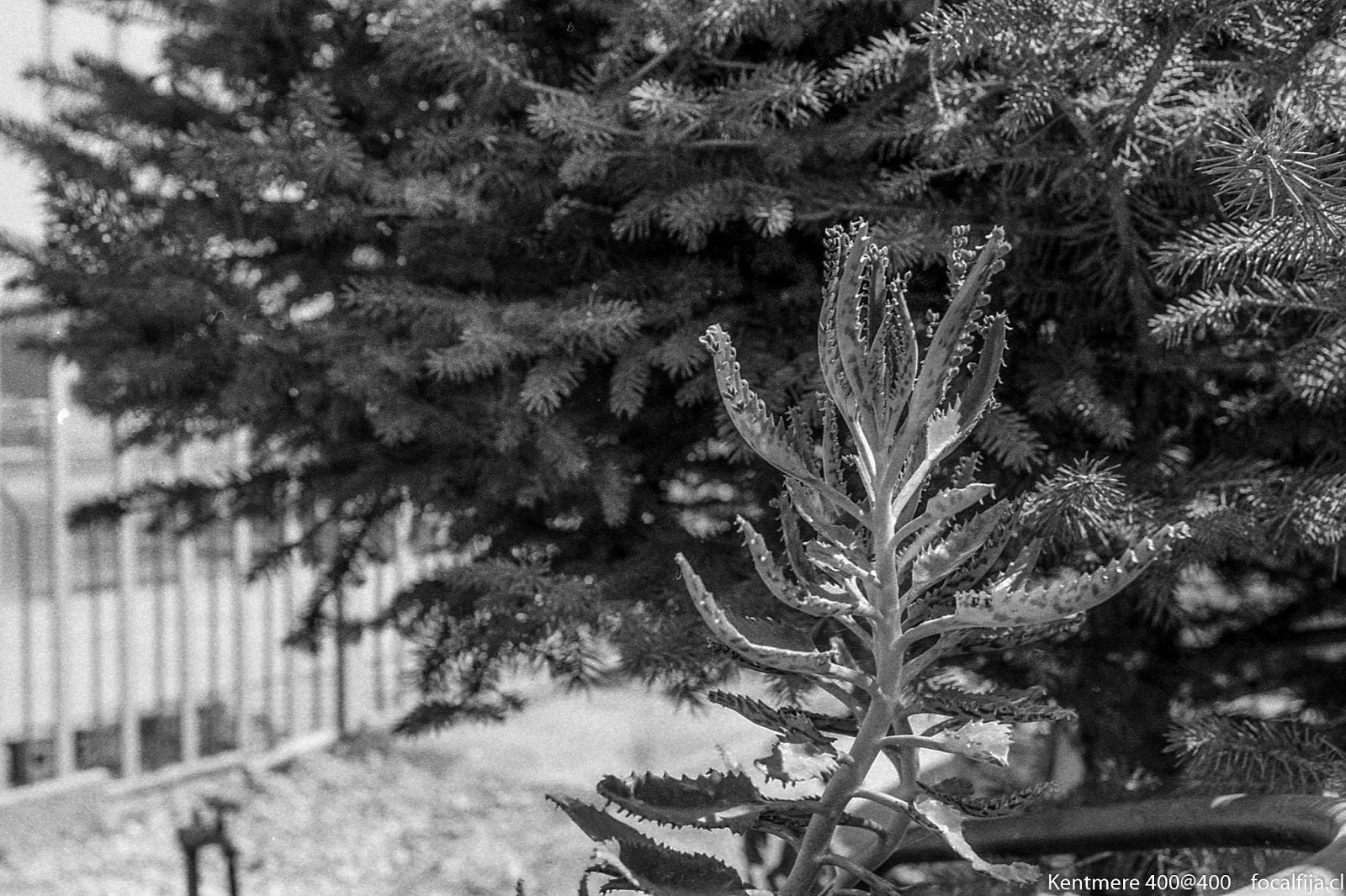 Kentmere 400 Push @800 @1600 @3200 Revelado con Rodinal