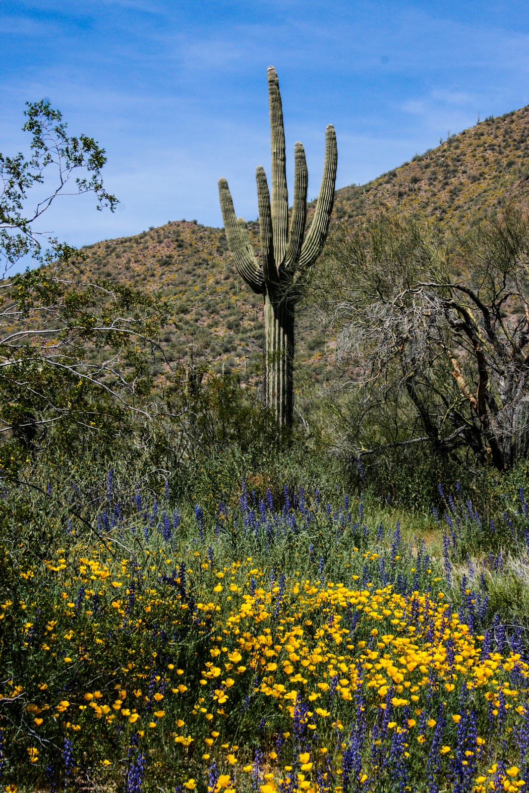 Walking Arizona: Spring in the Desert?