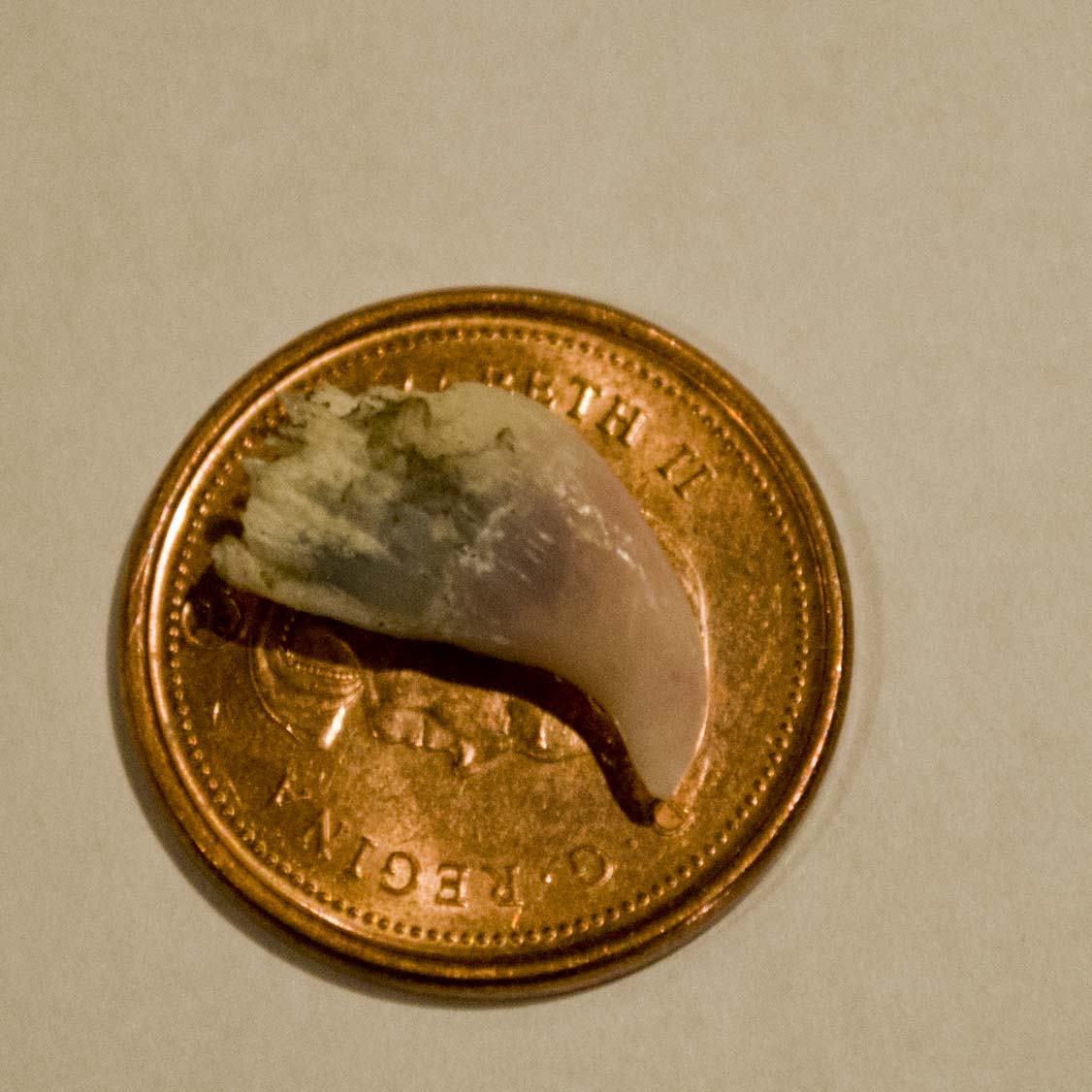 Bowmanville Creek Fishway