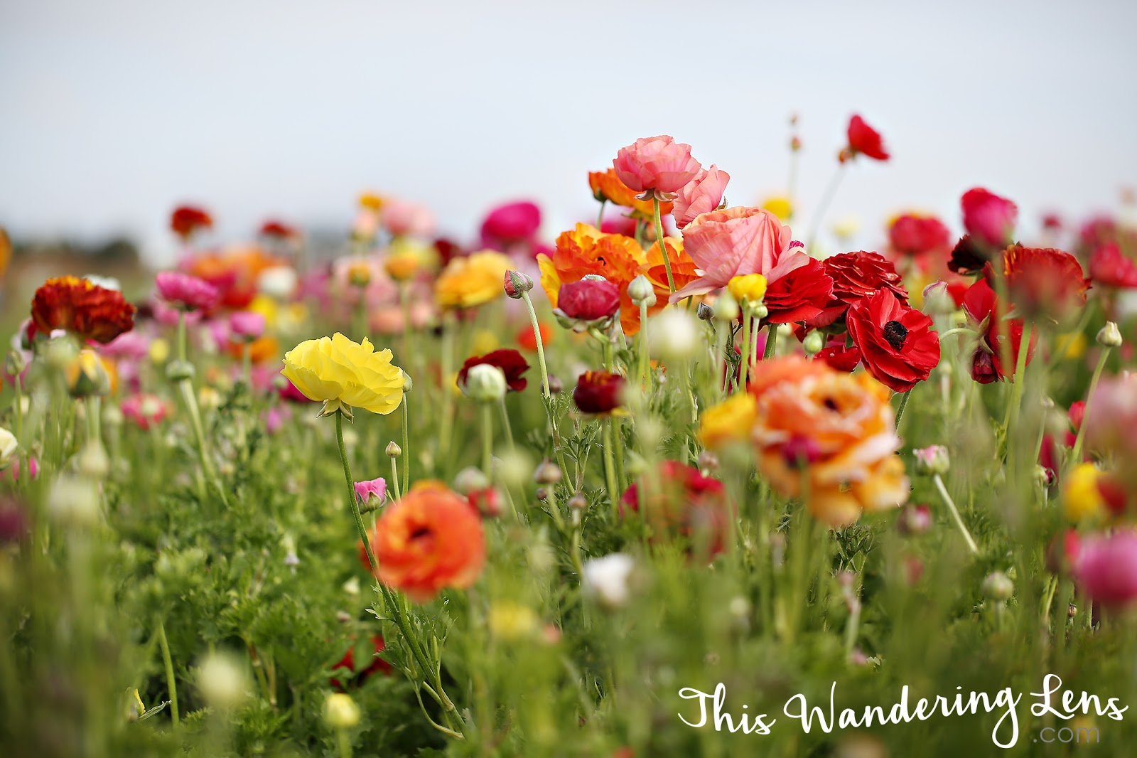 This Wandering Lens: Carlsbad Flower Fields Photography