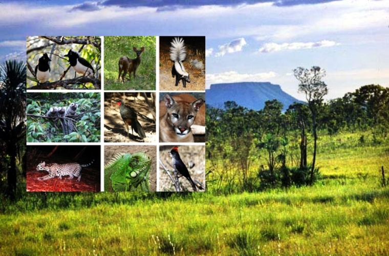 Cerrado - Fauna e Flora