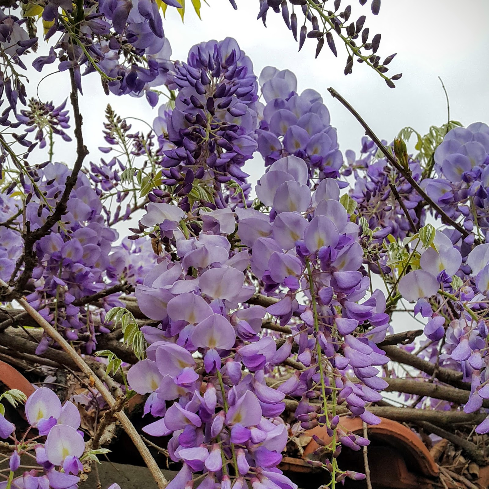 "Verdade//aspas" : 👪 Fabaceae (Wisteria sinensis)