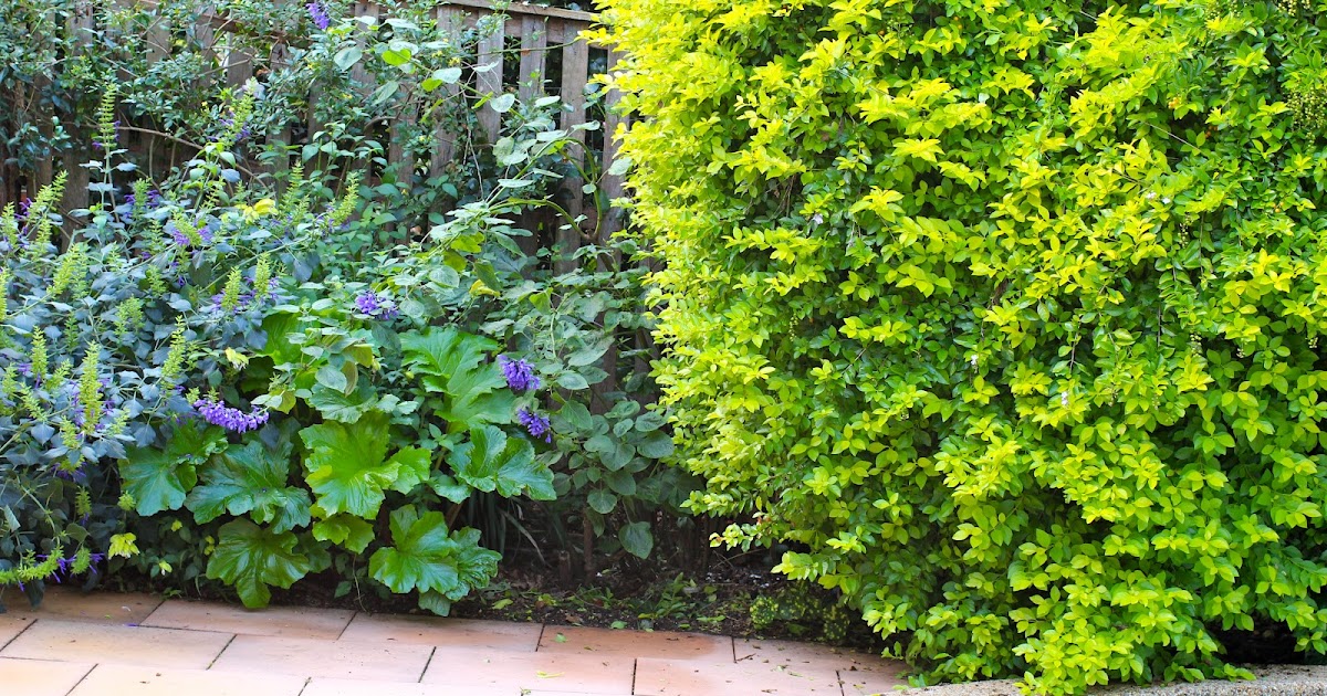 Florez Nursery: Duranta erecta 'Sheena's Gold'