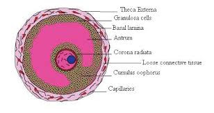 MIDWIFERY: FOLIKULOGENESIS