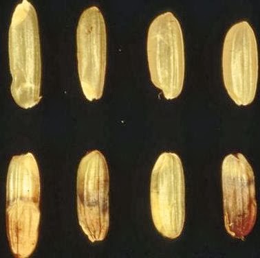 AGRICULTURE AND AGRICULTURAL INFORMATION: Insect Pest Of Rice: Rice Bug