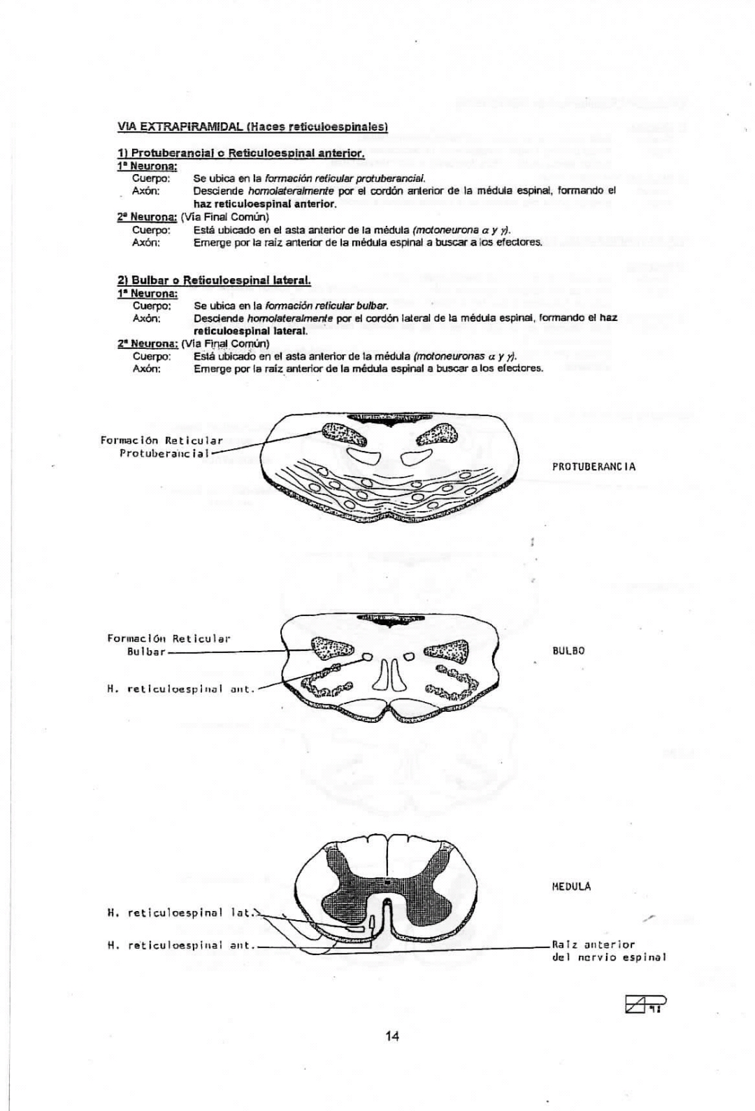 Estudiante de medicina : Apunte de neuroanatomia de Forlizzi Pro