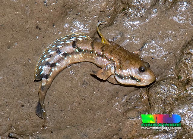 wild shores of singapore: Get your mudskippers identified!
