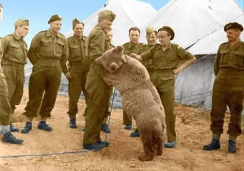 Private Wojtek – The Soldier Bear Who Fought Nazis in WW2 - Common ...