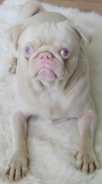 Mano Niufučio gyvenimas: sausio 2014