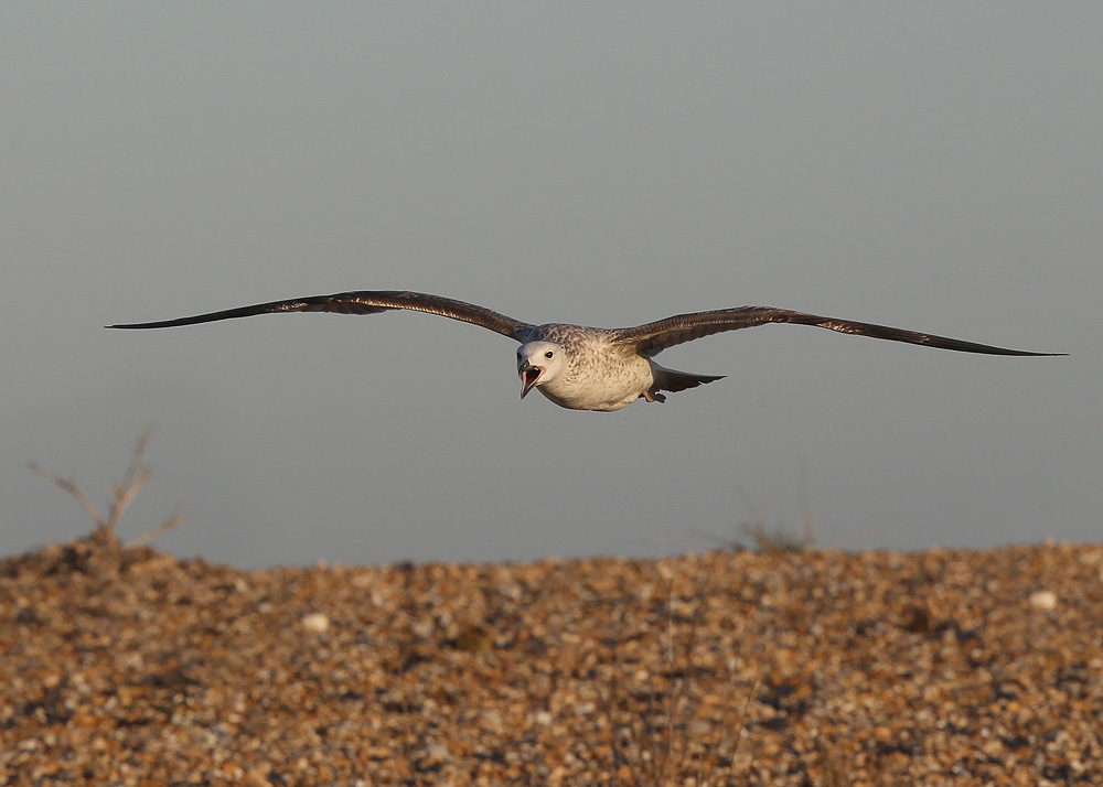 Richard Smith - Birdwatching Days Out: CASPIAN GULL, 1st winter ...