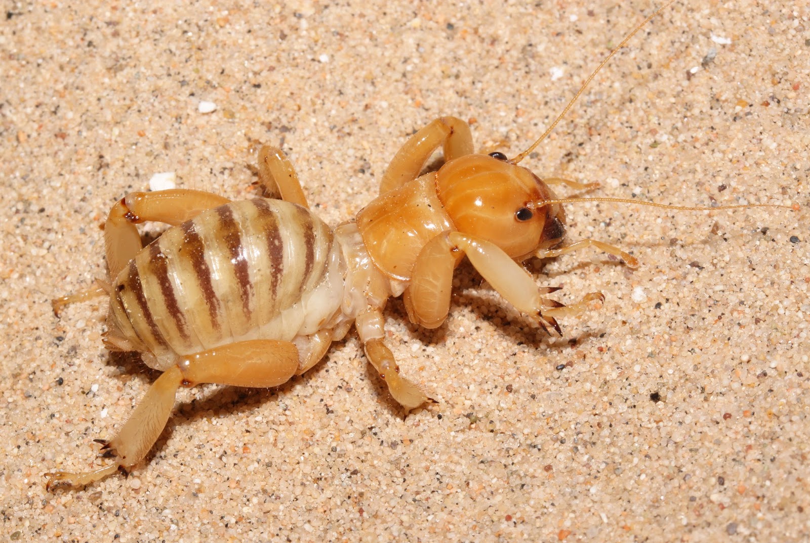 Cuyamaca Woods Mountain Journal: A Diversion to the Mojave National ...