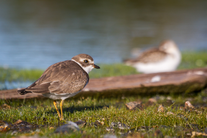 Whimbrel Nature: The Secret Lives Of Peeps