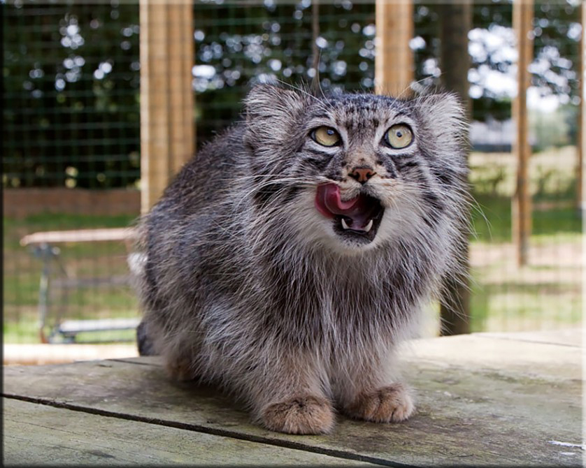 Gatos : Manul, o Gato de Pallas