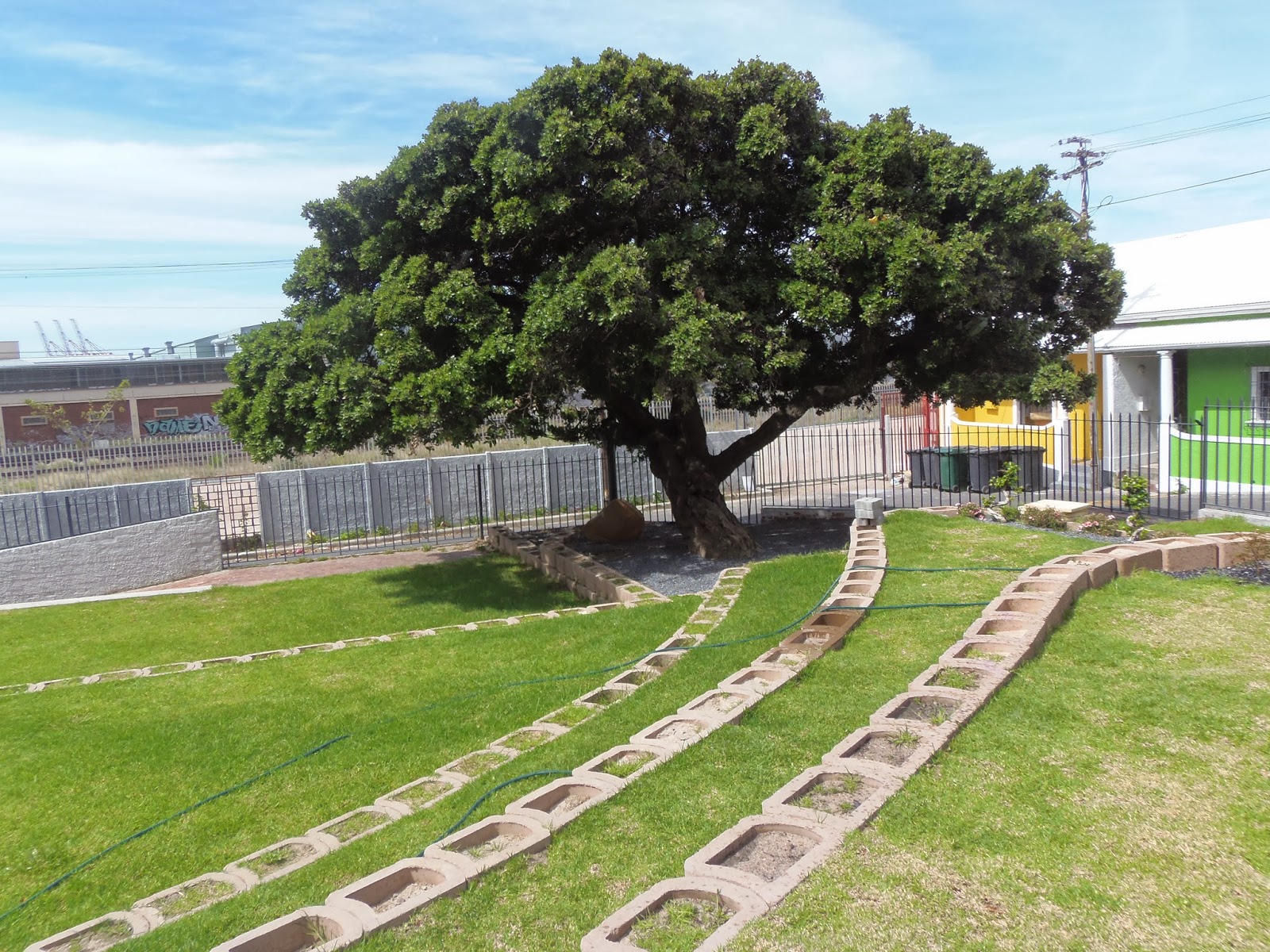 Facts Found: SPECIAL MILKWOOD TREES : Sideroxylon inerme