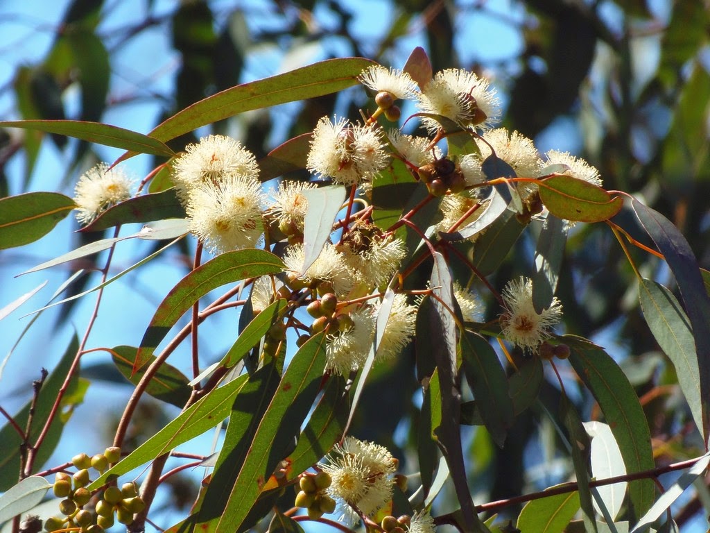 Solo Steve On The Road: PUMPHREY'S BRIDGE via POPANYINNING WA