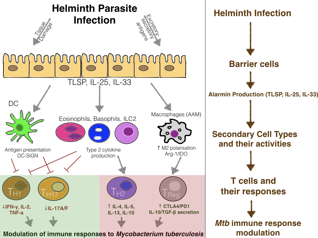 Tuberculosis and Helminths: Exploring the Coinfection - Underlying ...