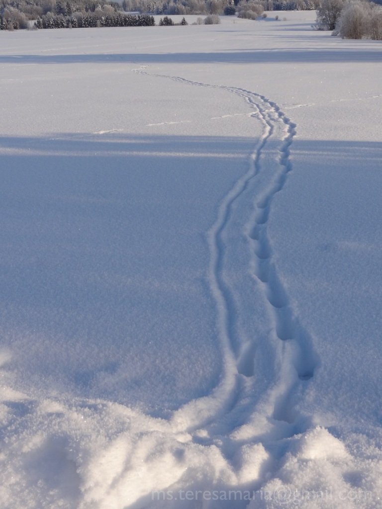 An amateur's ventures on life: Tracking a fox