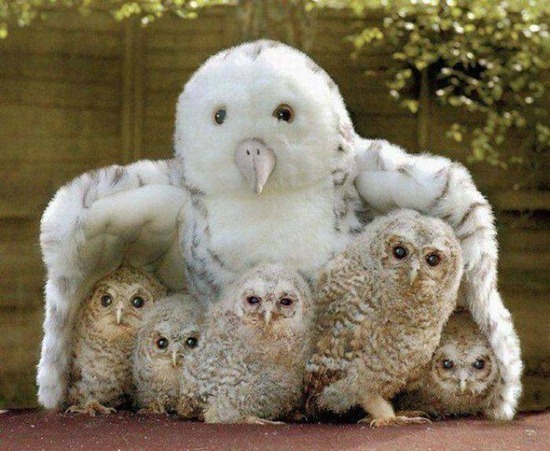 The Owl | Very Cute and Lovely Bird Photographs | Funny And Cute Animals