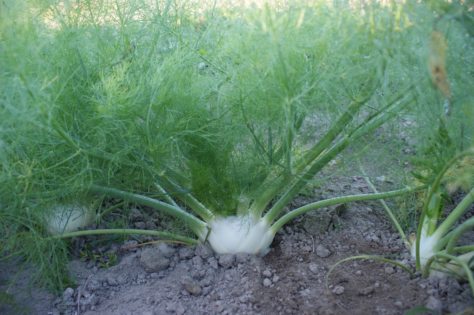 Broadturn Farm: Pictures of Vegetables