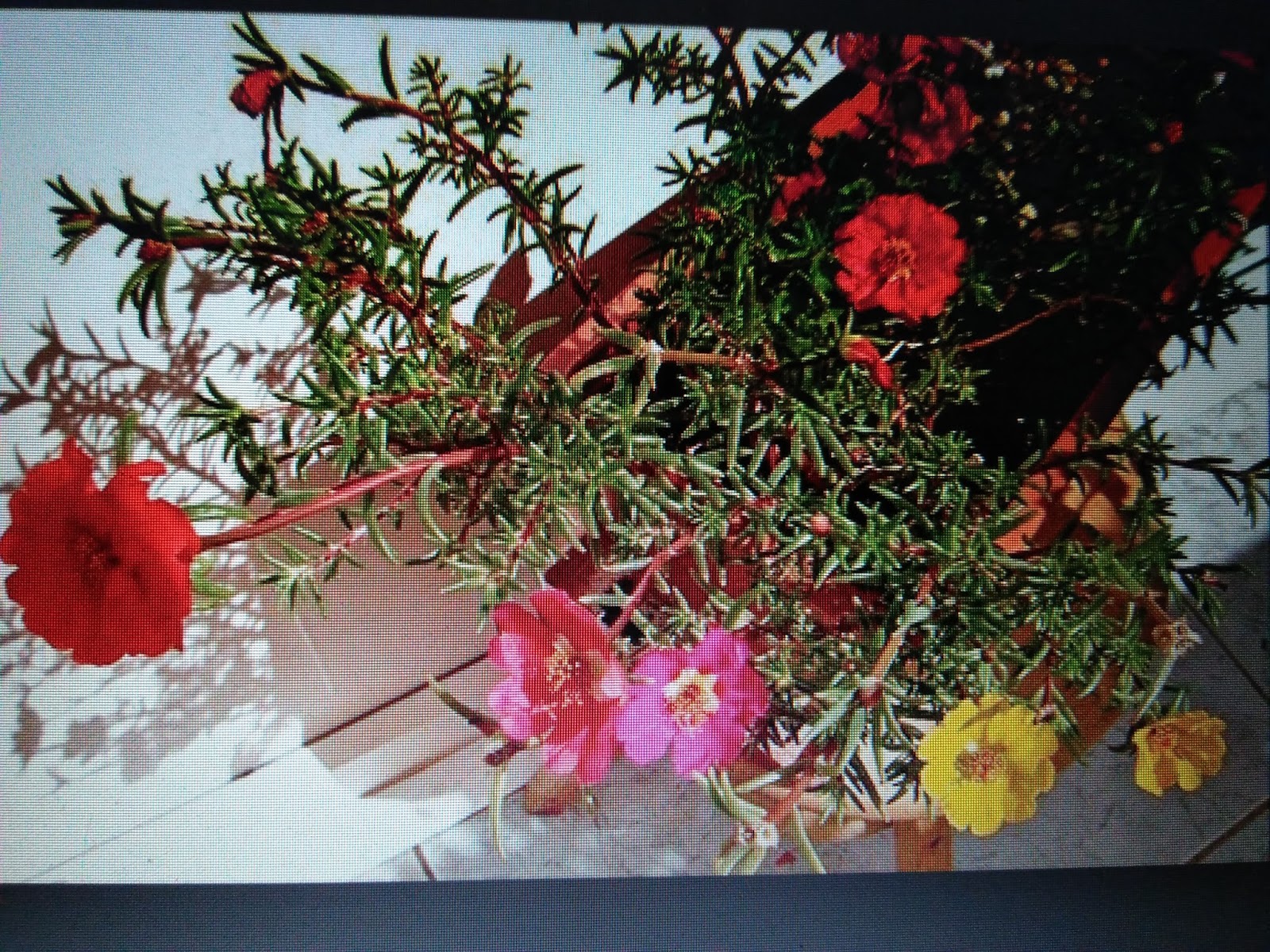 Fuziah Sulaiman blog: Jom Kenali Flora ROS JEPUN- Portulaca grandiflora ...