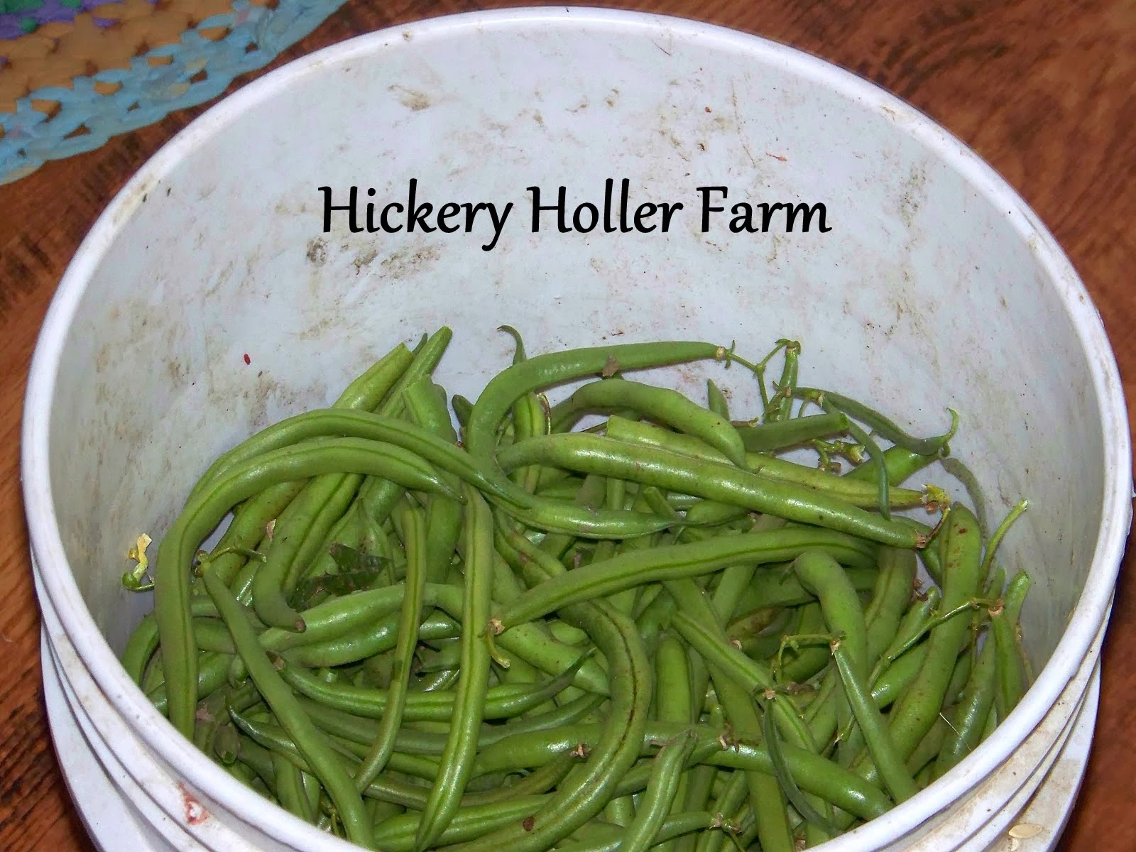 Hickery Holler Farm: First Frost