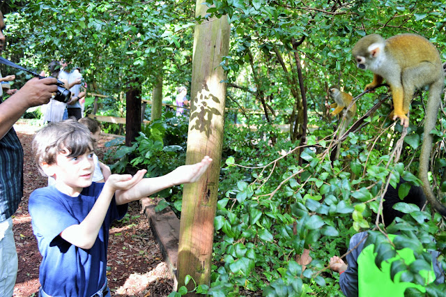 The Hermit Crabs Homeschool: Primate Rain Forest