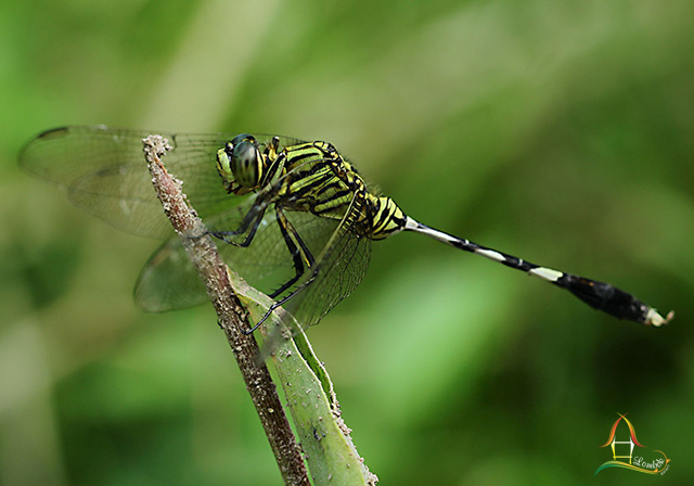 Gokil Abis Gambar Capung