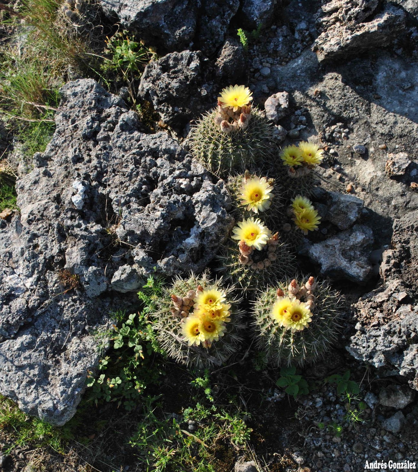 FOTOS DE FLORA NATIVA Y ADVENTICIAS DE URUGUAY : Parodia mammulosa ...