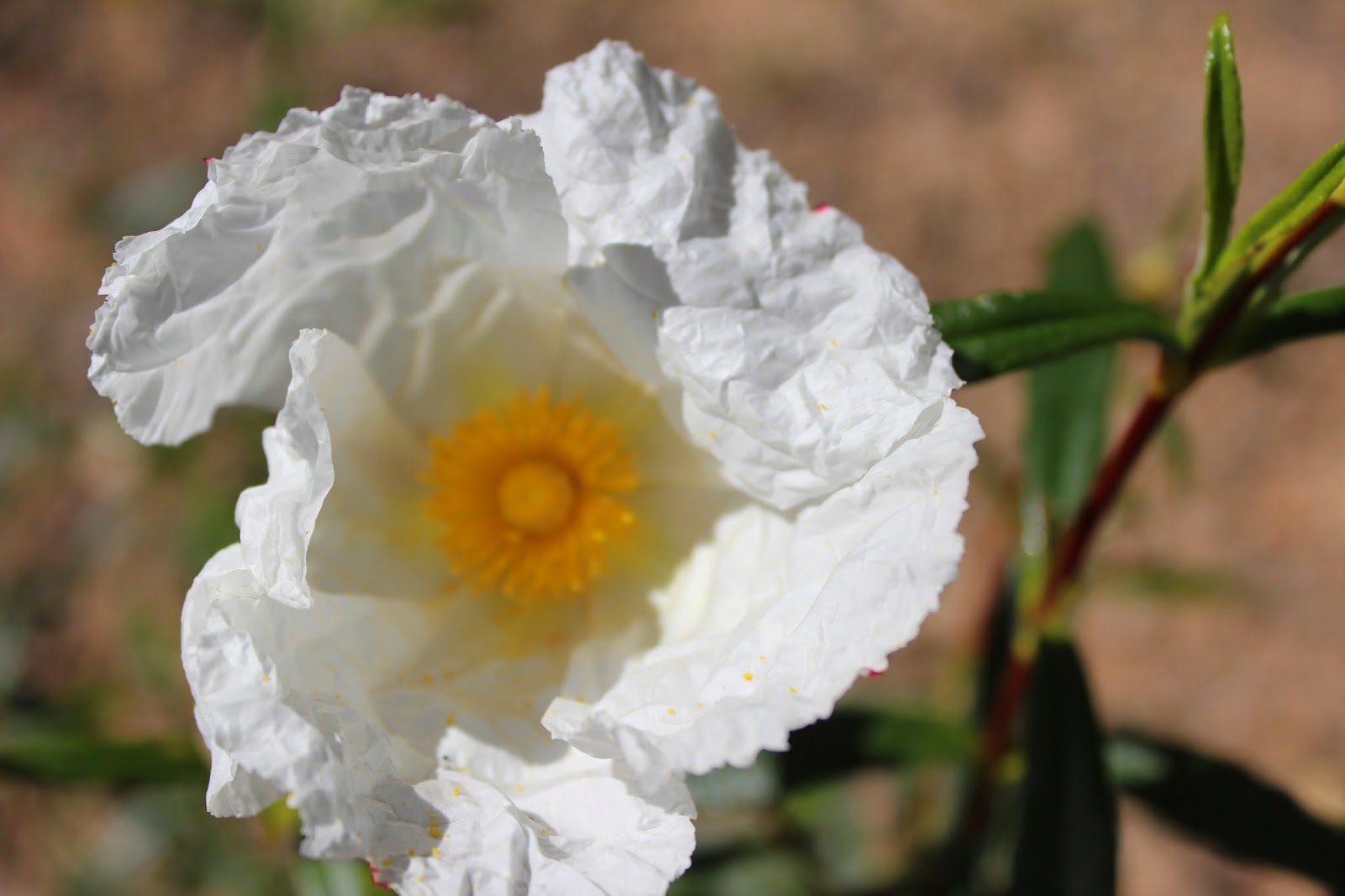 Perfumes y luces de Extremadura: Flores de Jara e insectos. Especial ...