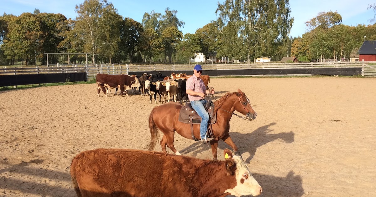 Välkommen till Open Heart Ranch!: Ranchens hästar