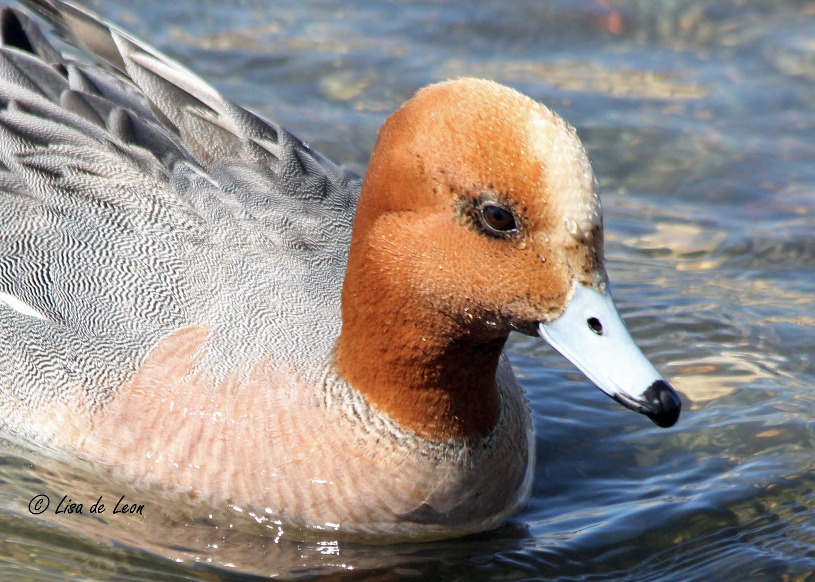 Birding with Lisa de Leon: Kenny's Pond Birds