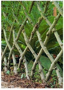 The Homestead Jones: Pleaching