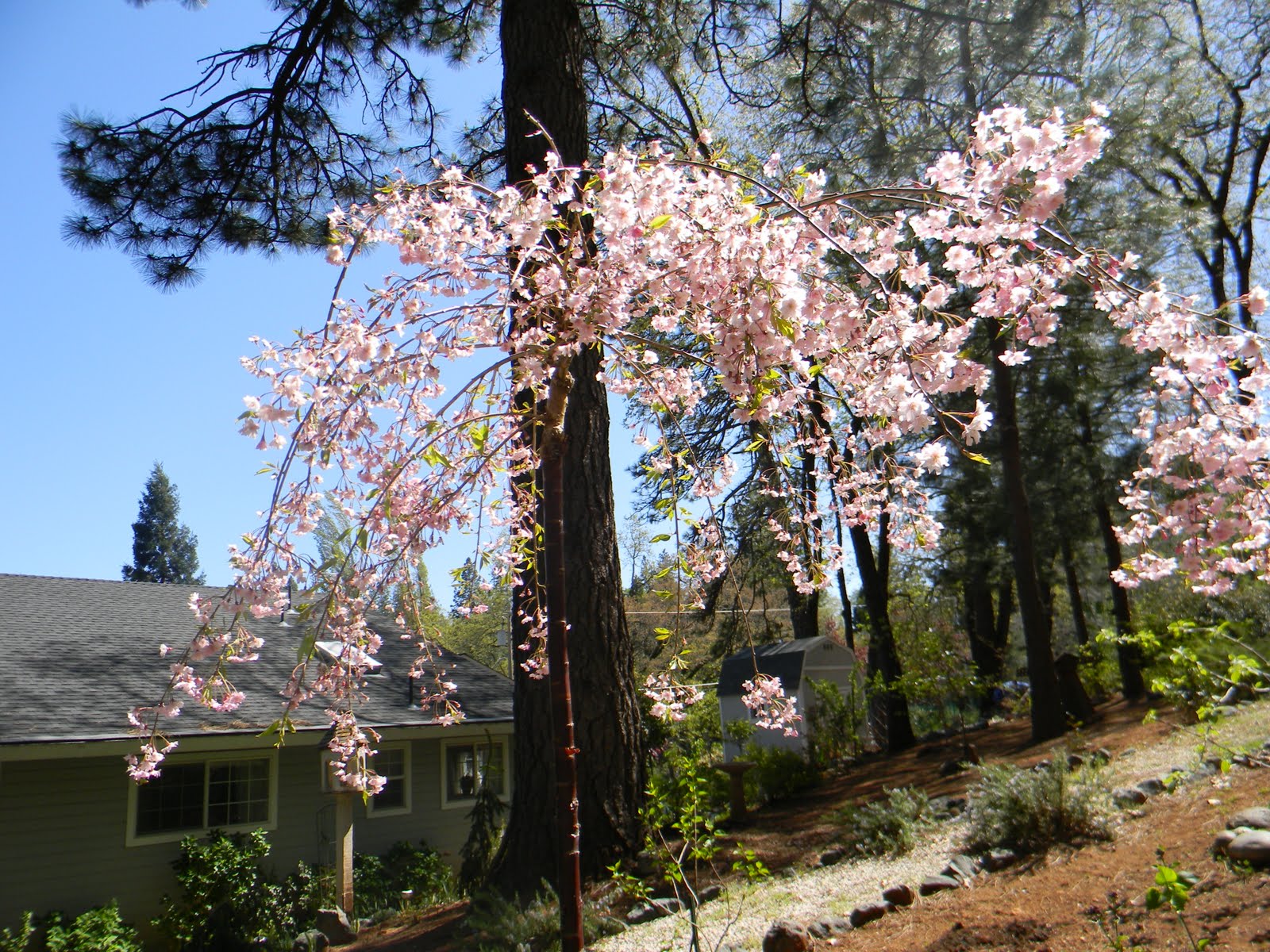 Weeping Cherry Tree: Mei 2011