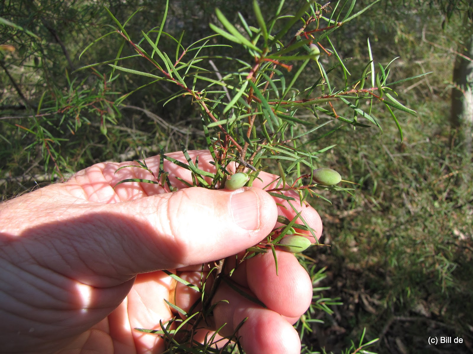 Sydney's Wildflowers and Native Plants: Persoonia nutans - Nodding Geebung.