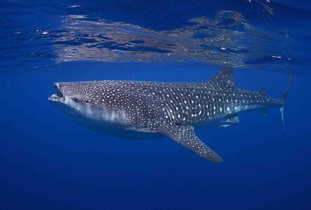 Gambar : Keindahan Haiwan Laut | Ini Blog Labi-Labi