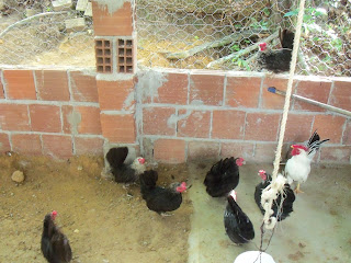 GALINHO GARNIZÉ - CHICKEN LITTLE.