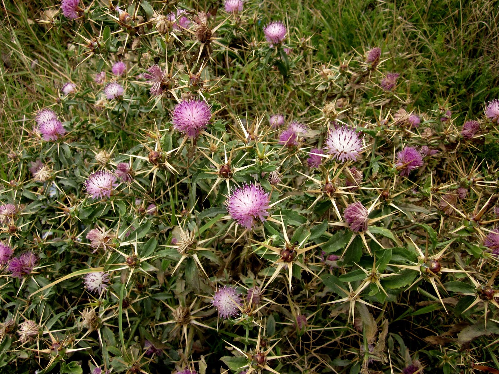 Biodiversity of Cyprus by NGO Protection of the Natural Heritage and ...