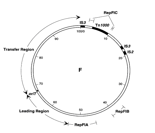 Glossomics: F-plasmid