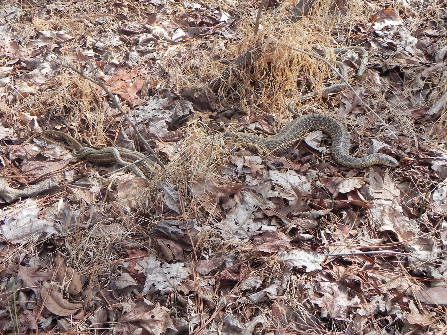 Balls Of Snakes at Tayla Sligo blog