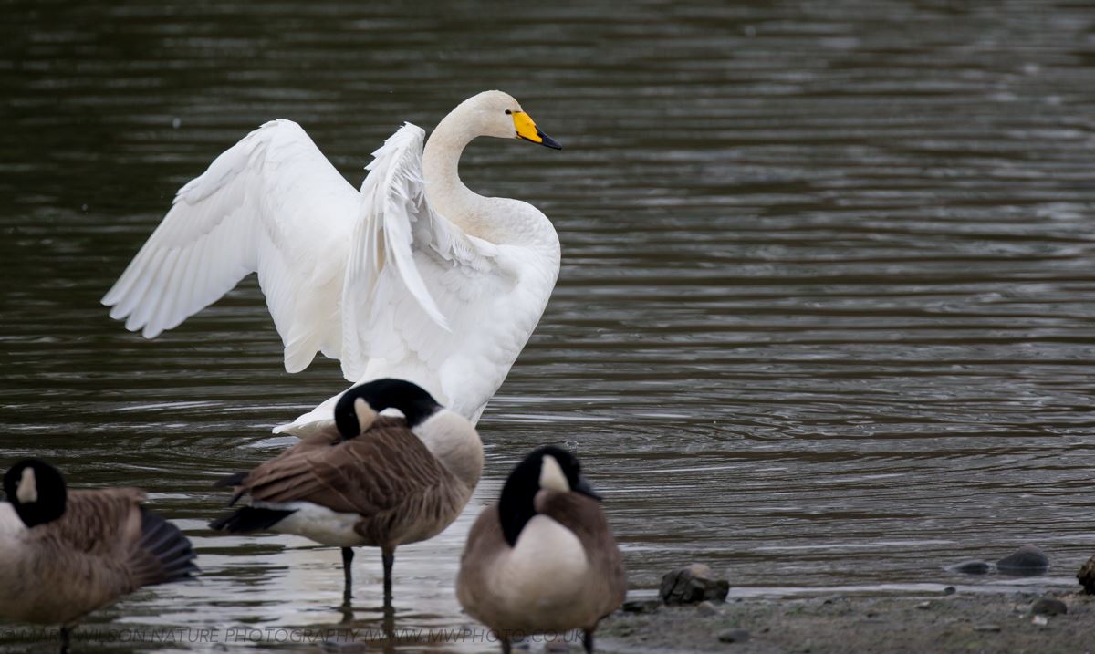 MONTGOMERYSHIRE BIRDS: Whopper of a Whooper