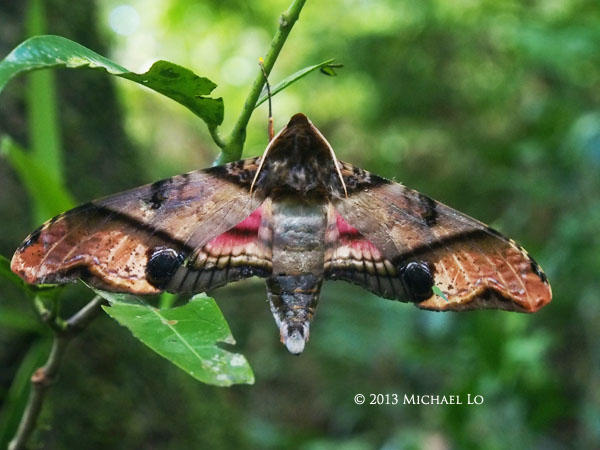 The rainforests of Borneo & Southeast Asia: Moth with false eyes on the ...