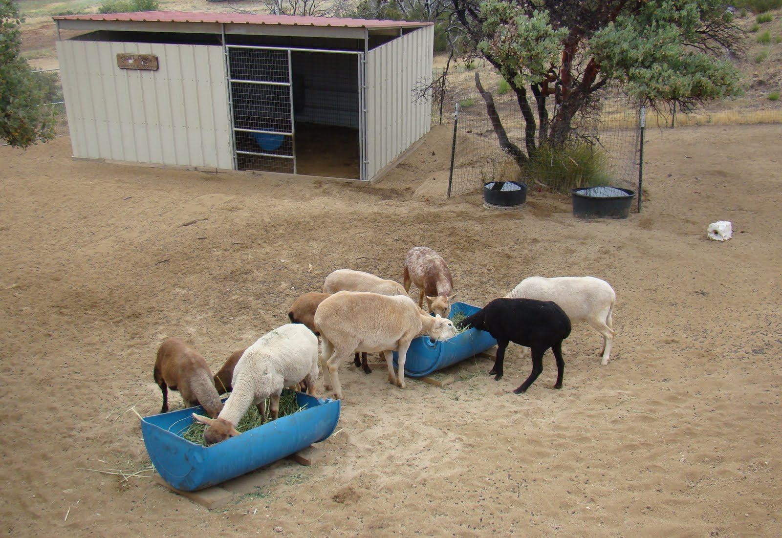 Three BCs and .....: Sheep feeders