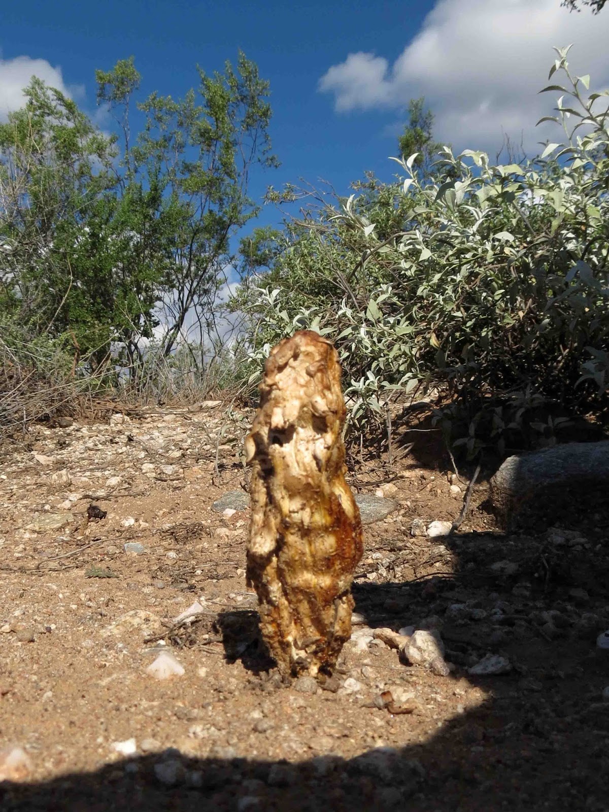 Desert Colors: Mushrooms