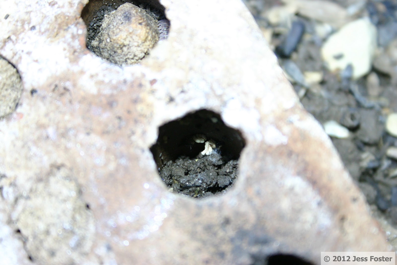 Sluggin' Along: Slug Waste Disposal: Part 2