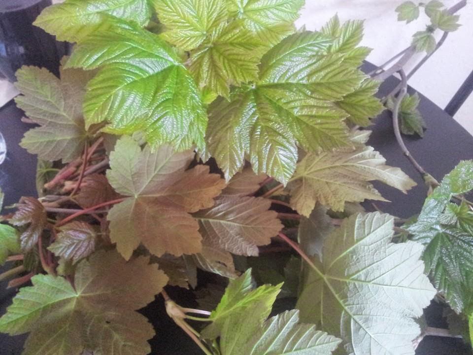 Greek Mythology in Contemporary Form: Ash Tree Nymph (Meliae) - Development